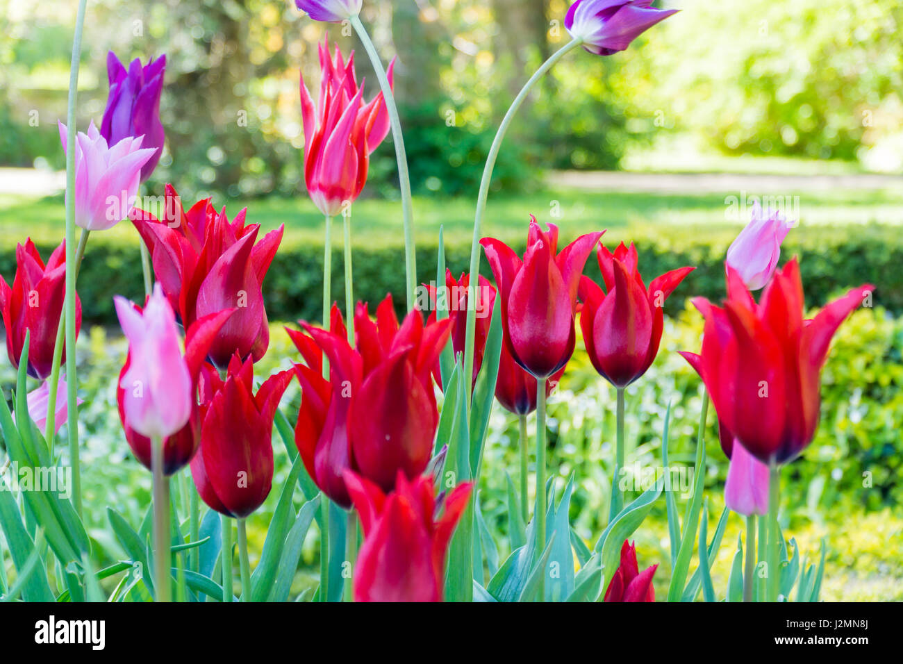 Red tulips center focus blur background Stock Photo - Alamy