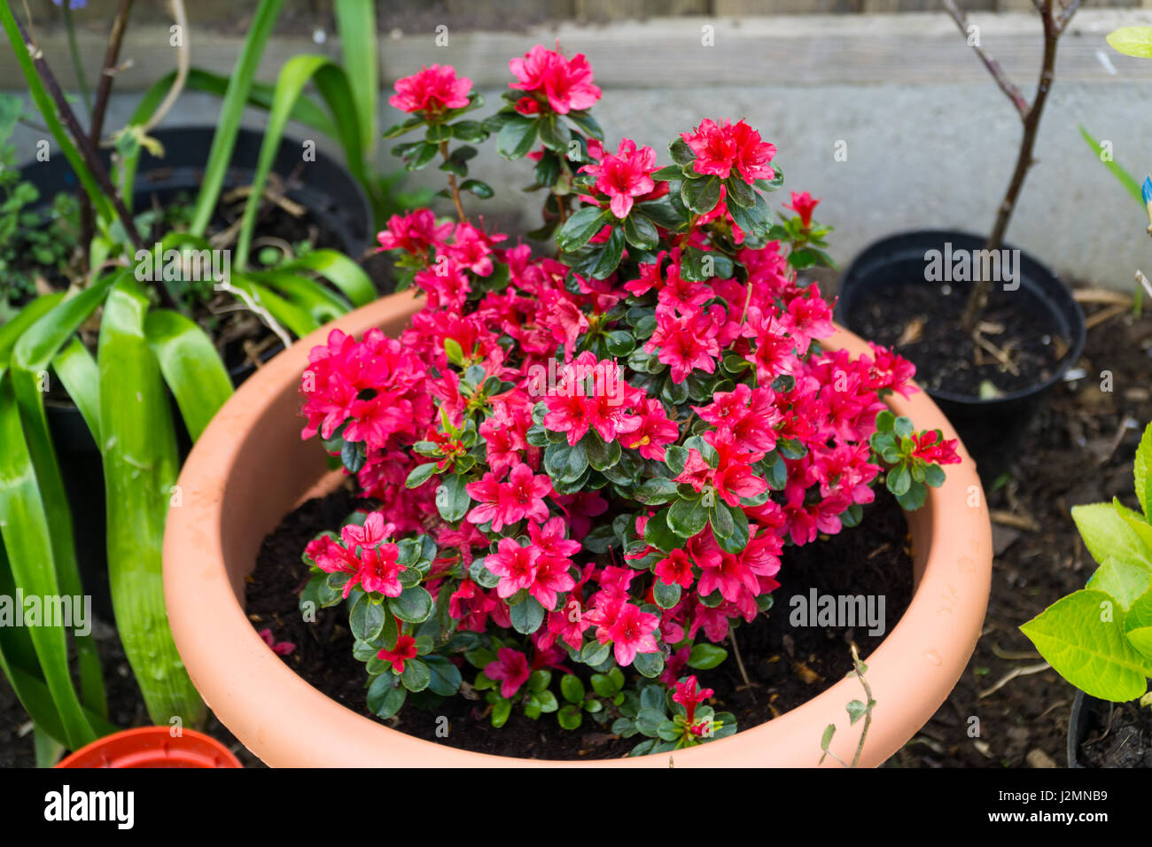 pot plant azalia flowers in a garden Stock Photo - Alamy
