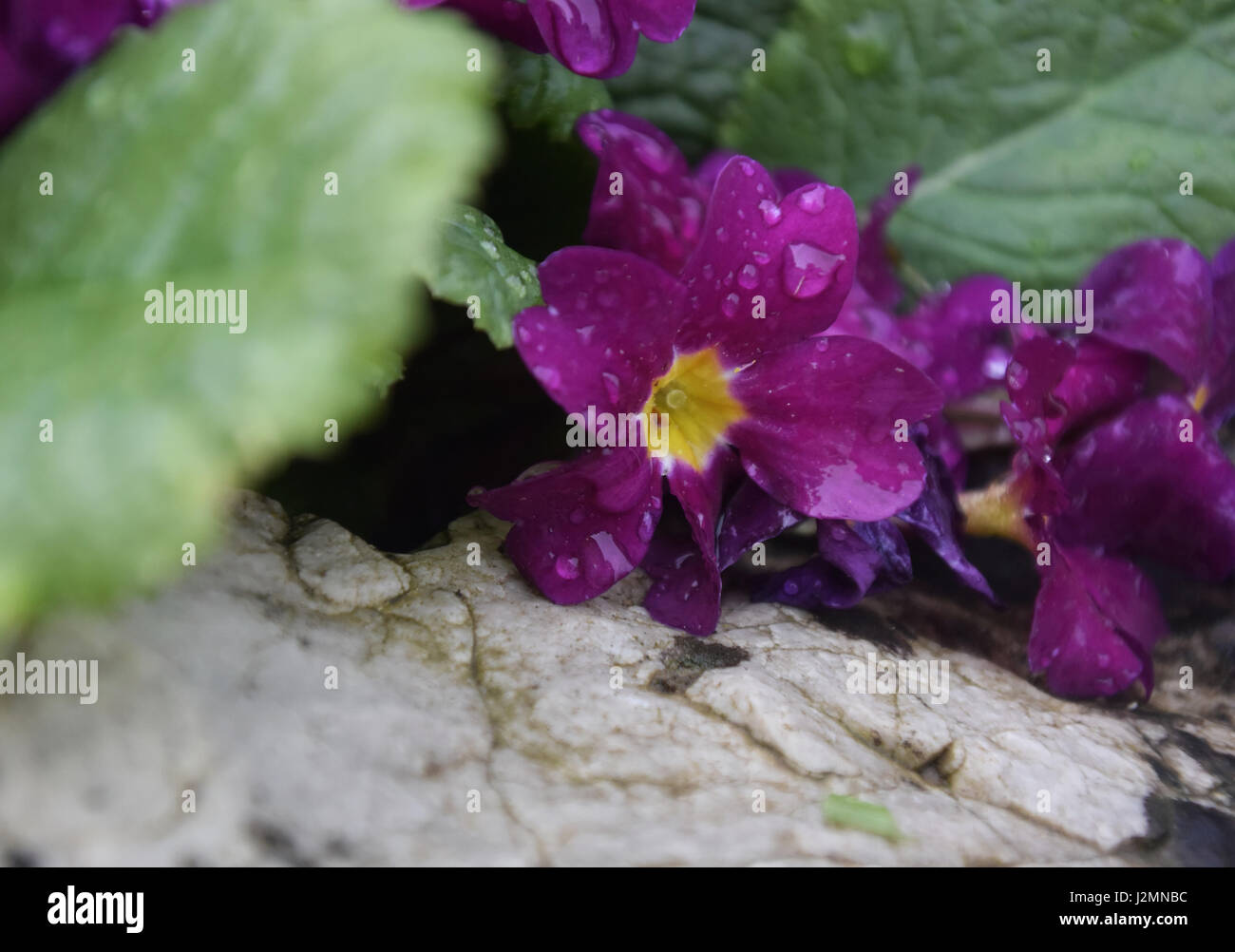 Countryside photo with flowers after rain Stock Photo - Alamy