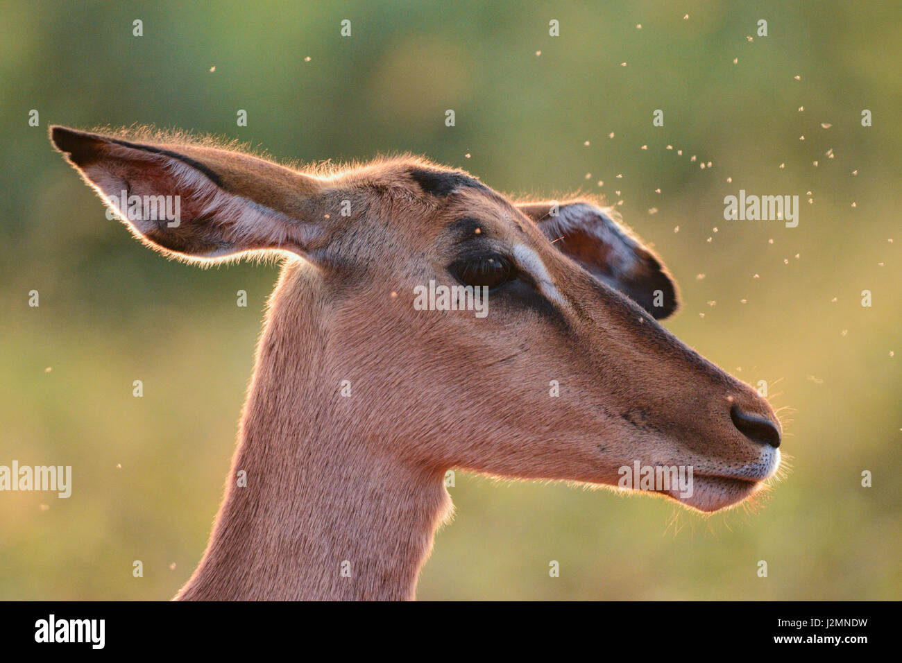 Female Impala (Aepyceros melampus) in Pilanesberg National Park, North ...