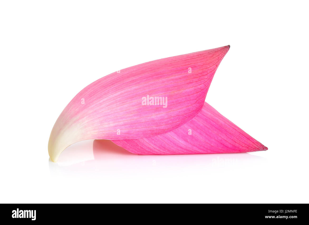 lotus petal isolated on the white background Stock Photo - Alamy