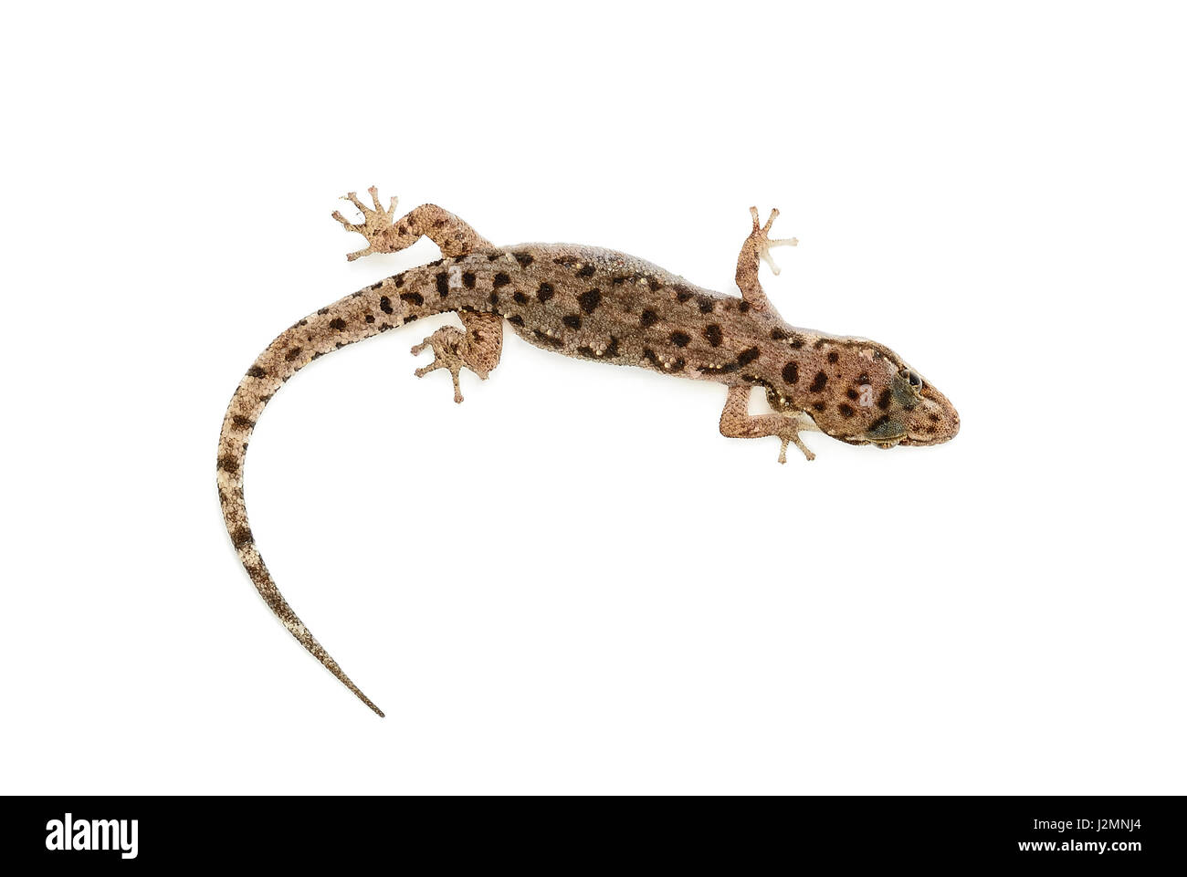 brown spotted gecko reptile isolated on white background Stock Photo ...