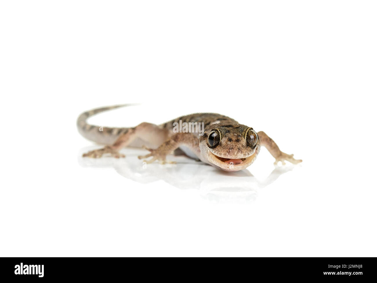 brown spotted gecko reptile isolated on white background Stock Photo ...