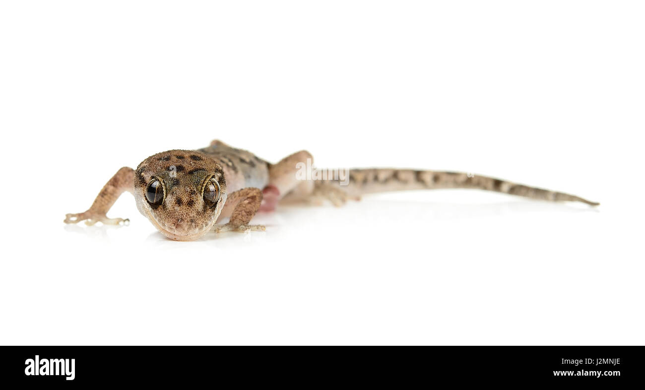 Spotted gecko hi-res stock photography and images - Alamy