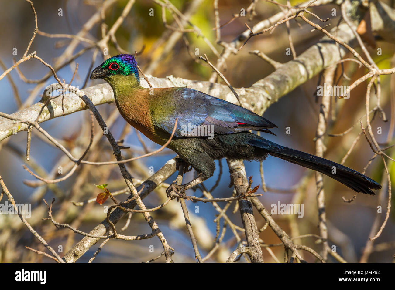 Purple-crested turaco in Kruger national park, South Africa ; Specie ...