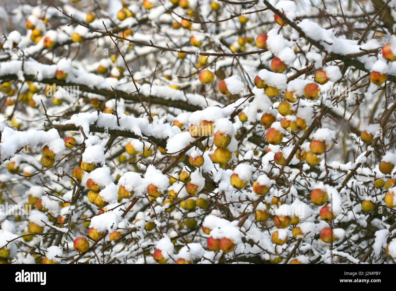 Danish apple tree hi-res stock photography and images - Alamy