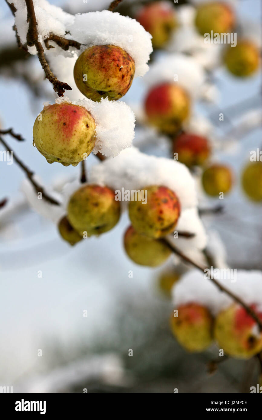 Danish apple tree hi-res stock photography and images - Alamy