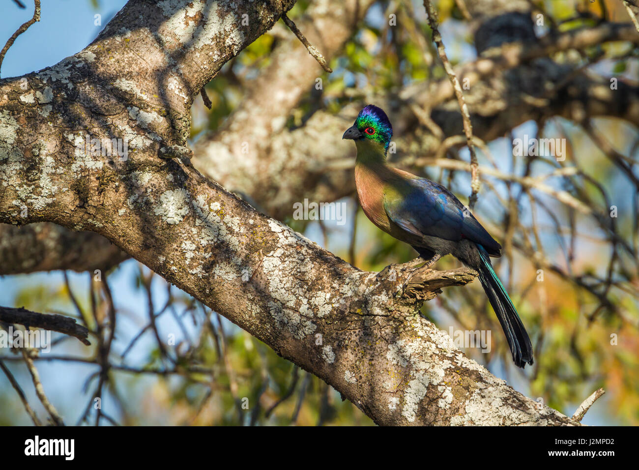Purple crested turaco hi-res stock photography and images - Alamy