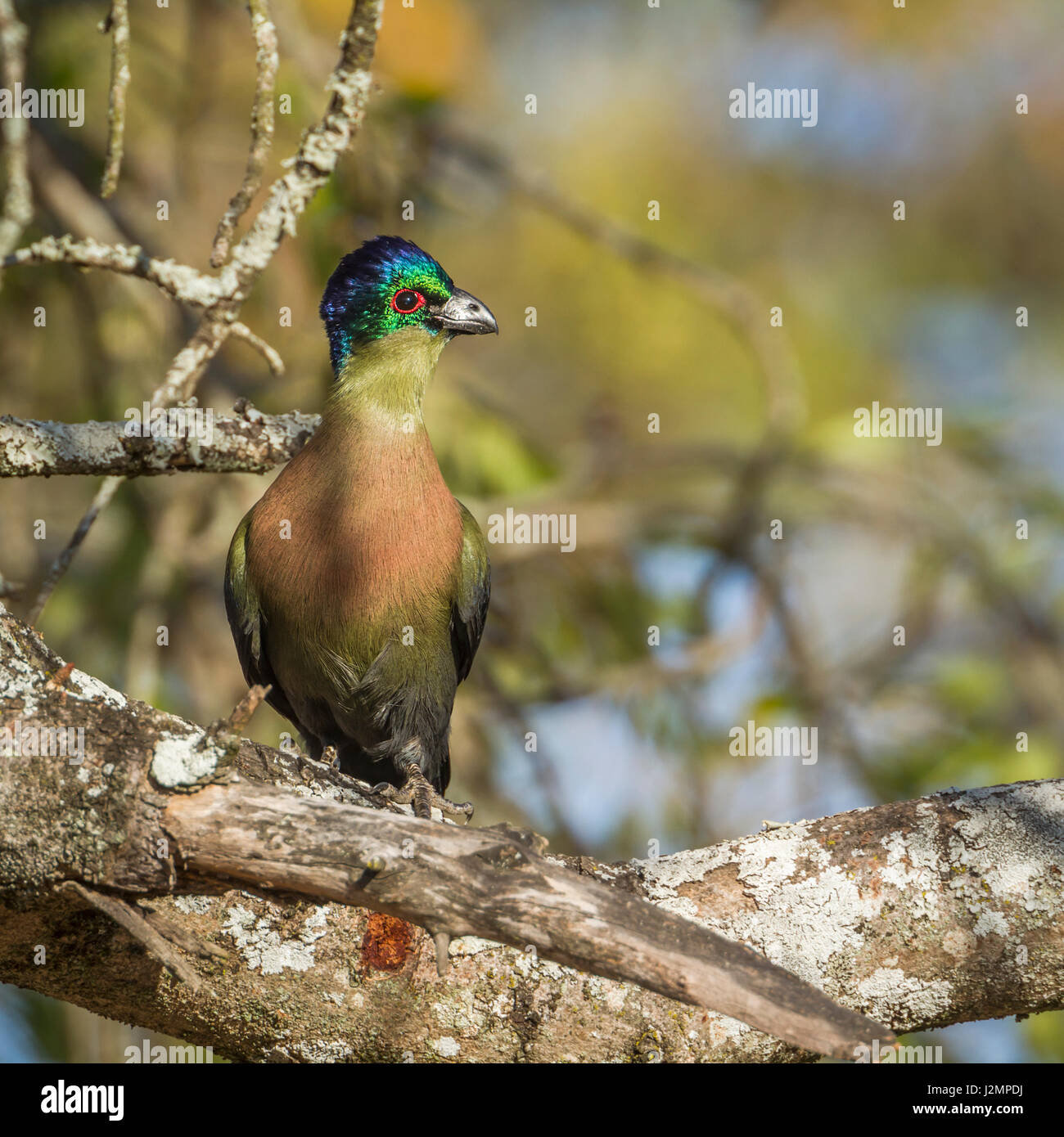 Purple-crested turaco in Kruger national park, South Africa ; Specie ...