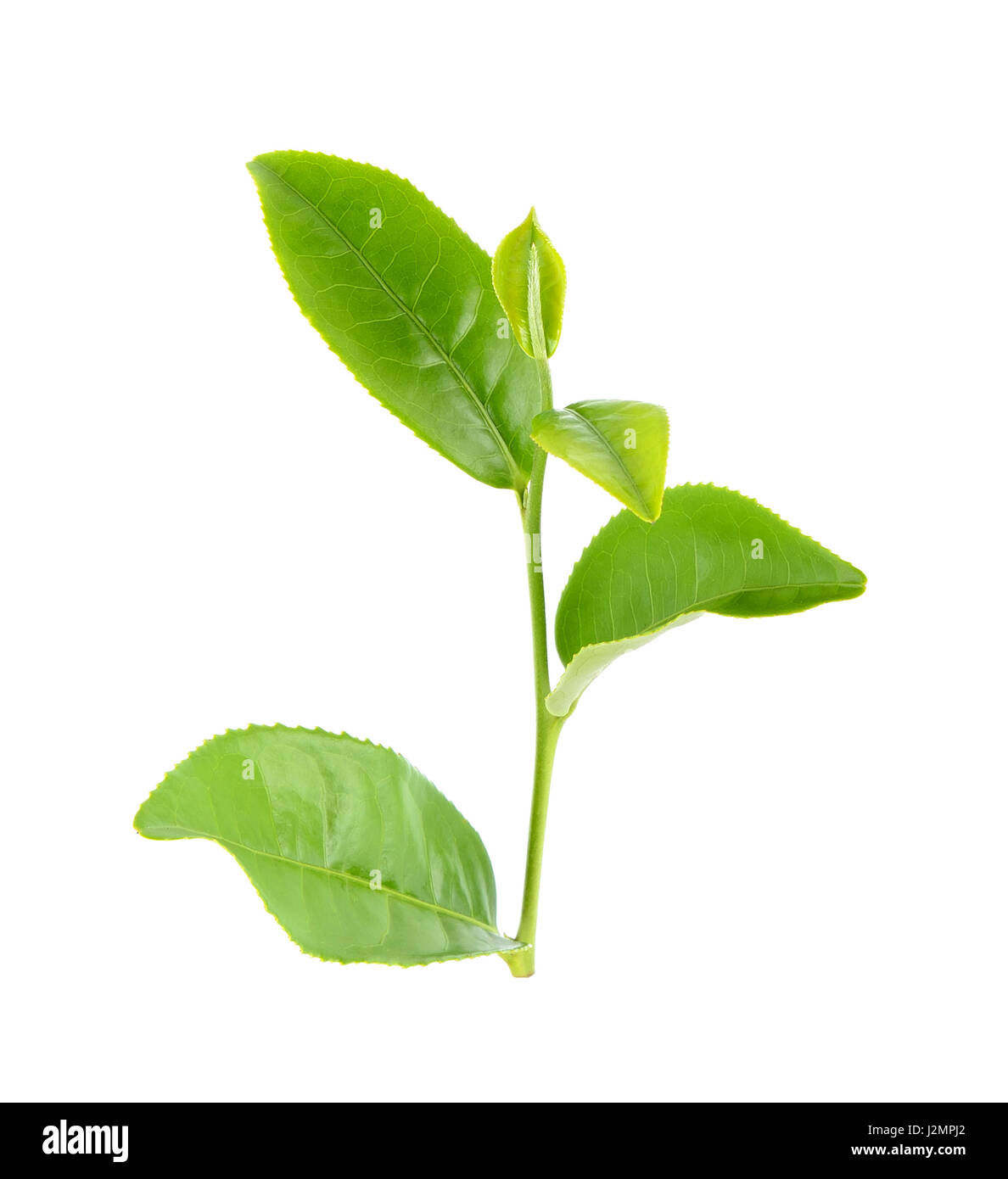 Tea leaf isolated on the white background Stock Photo - Alamy