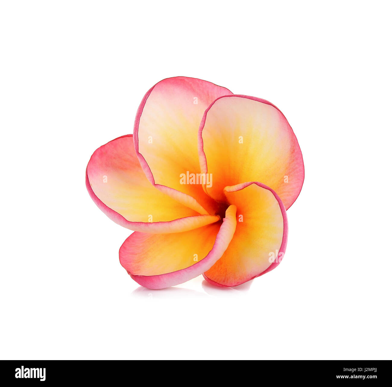 Red frangipani flower isolated on the white background Stock Photo - Alamy