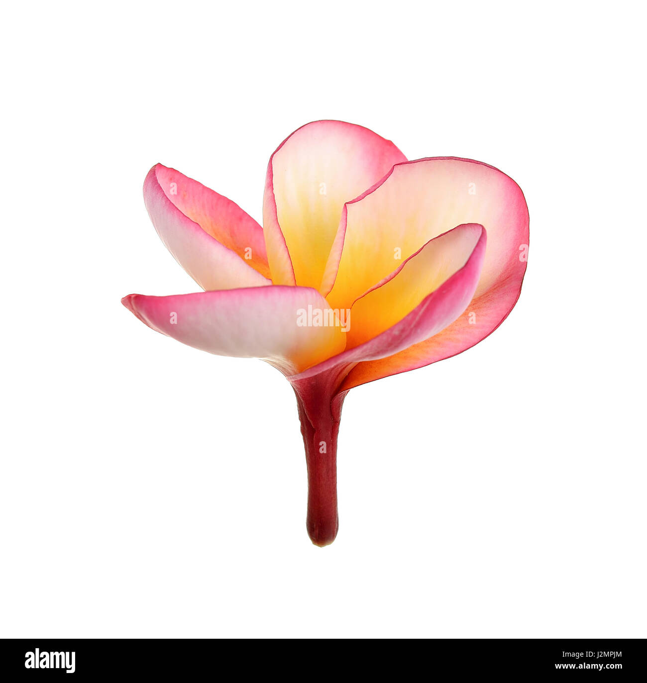 Black red frangipani hi-res stock photography and images - Alamy