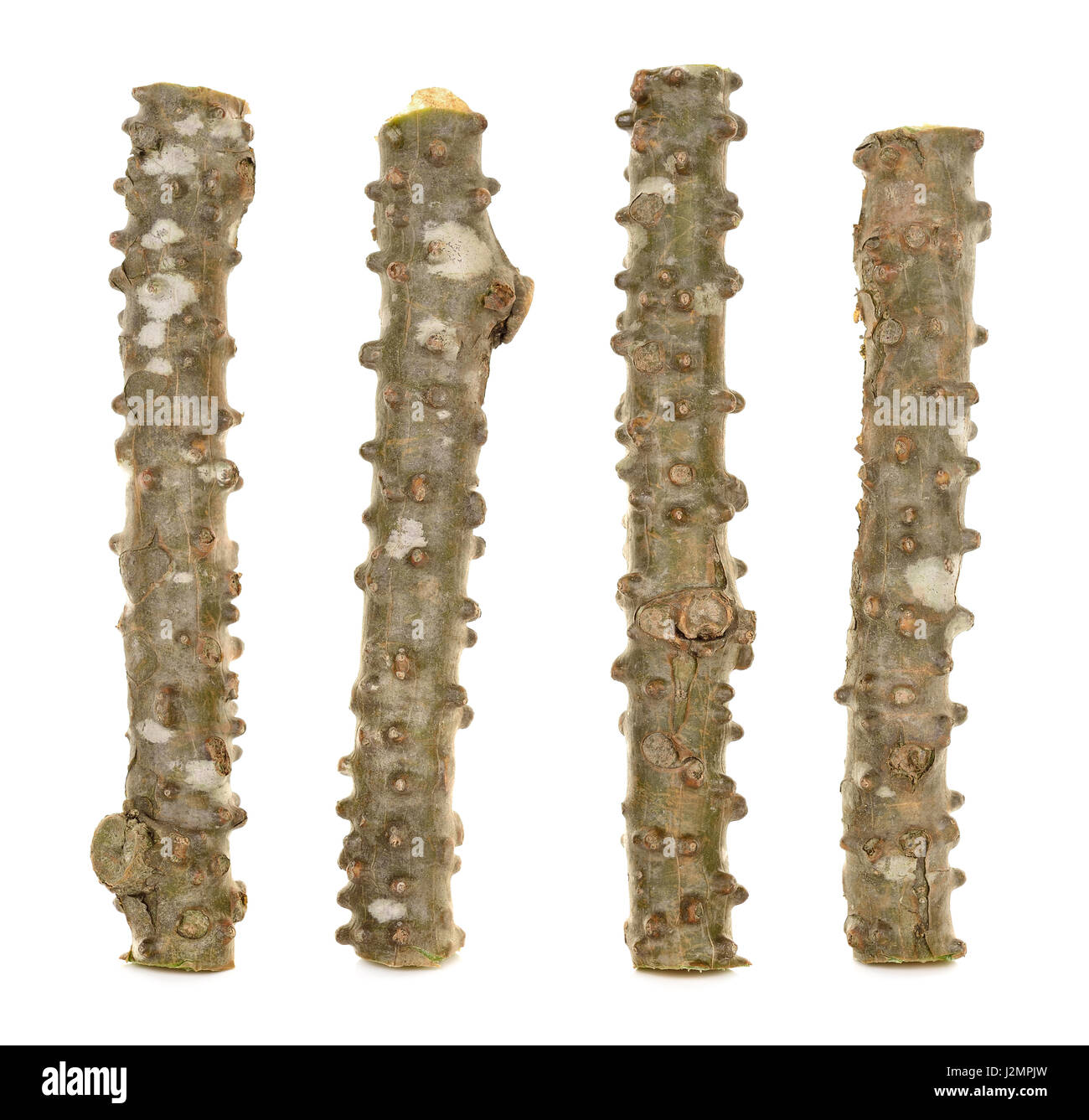 Tinospora cordifolia hi-res stock photography and images - Alamy