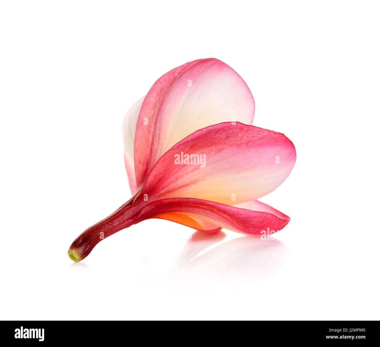 Red frangipani flower isolated on the white background Stock Photo - Alamy