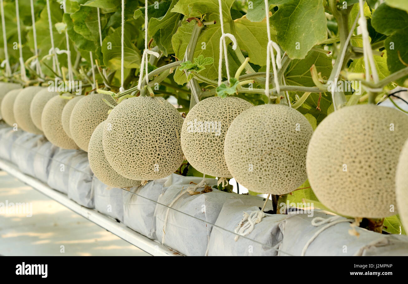 Cantaloupe Growing Trellis