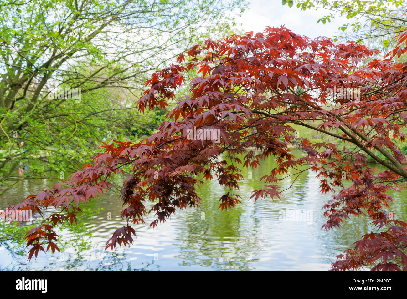 Overhanging tree branch against a lake in the countryside Stock Photo ...