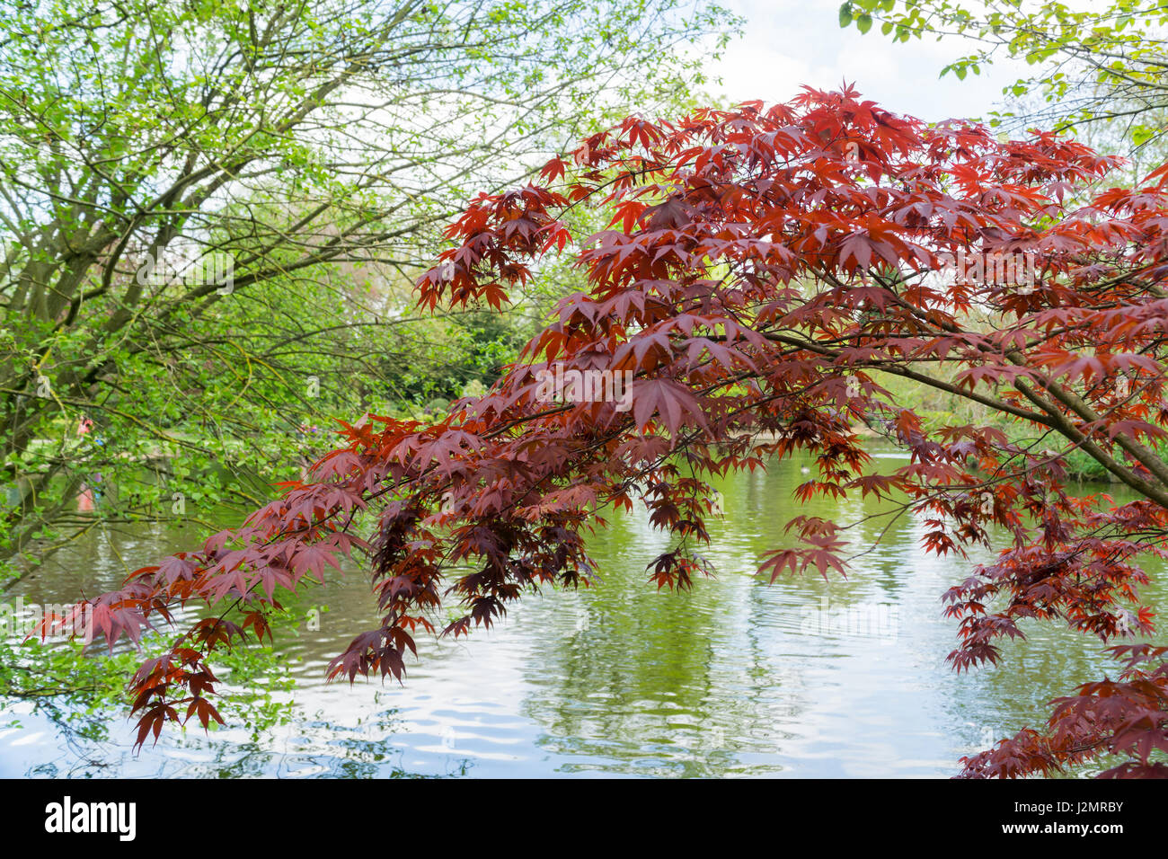 Overhanging tree branch hi-res stock photography and images - Alamy