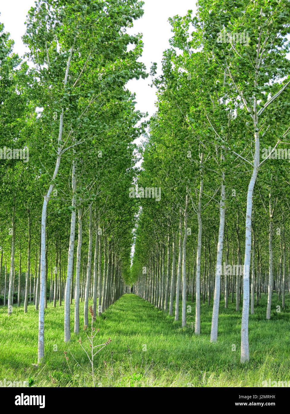 Rows of poplars hi-res stock photography and images - Alamy