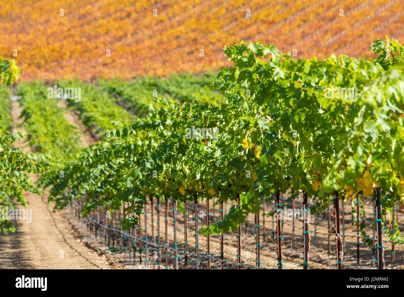 Autumn vineyard - Rows of green grapevines with orange background Stock ...