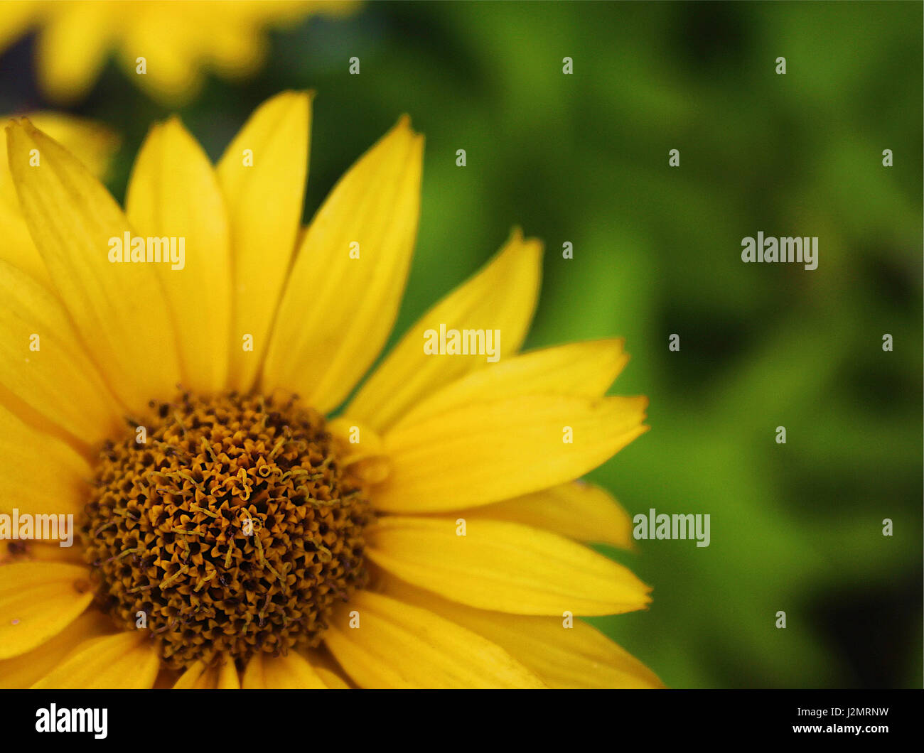 Sunflower green flower hi-res stock photography and images - Alamy