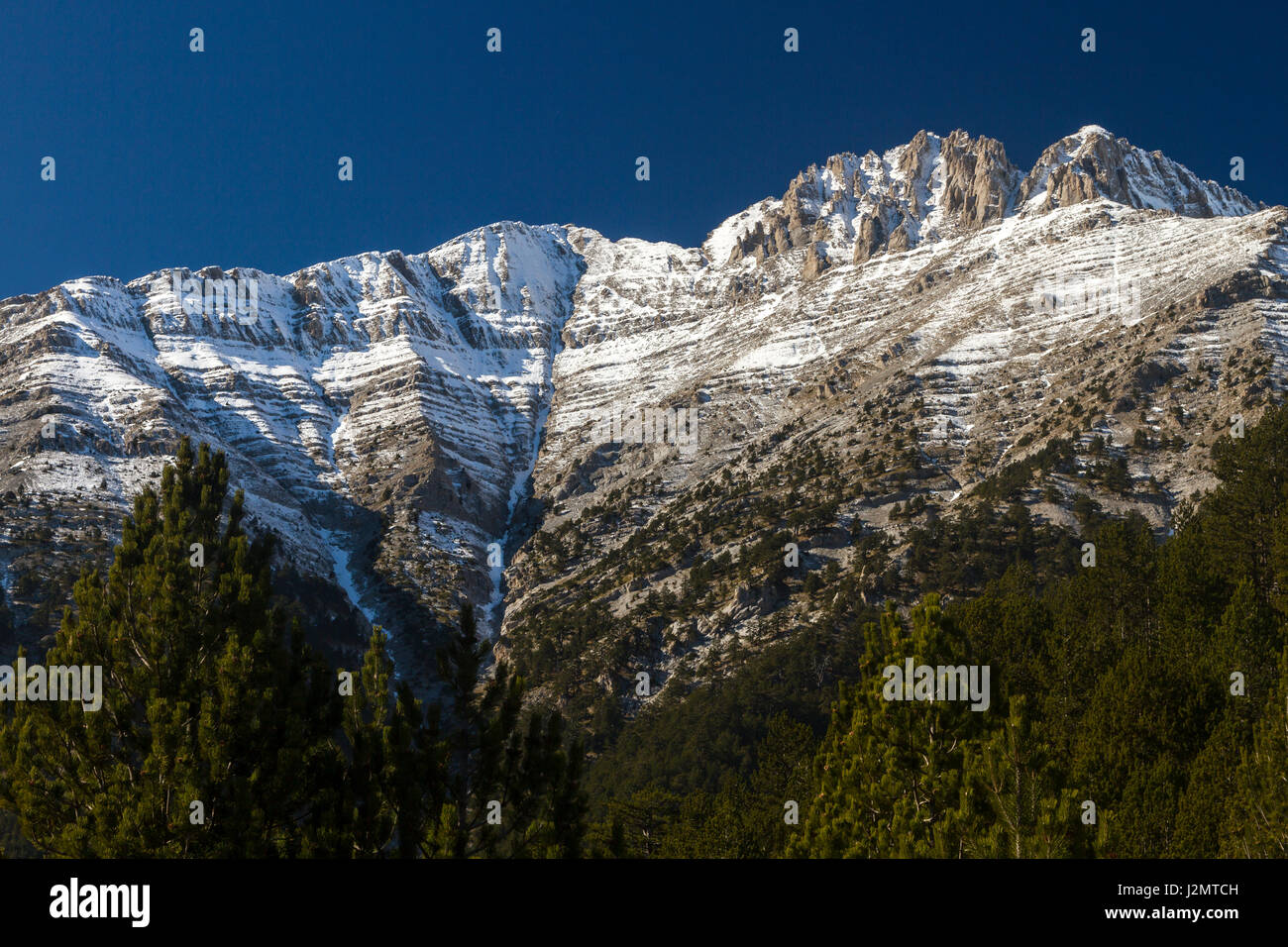 Myticas hi-res stock photography and images - Alamy