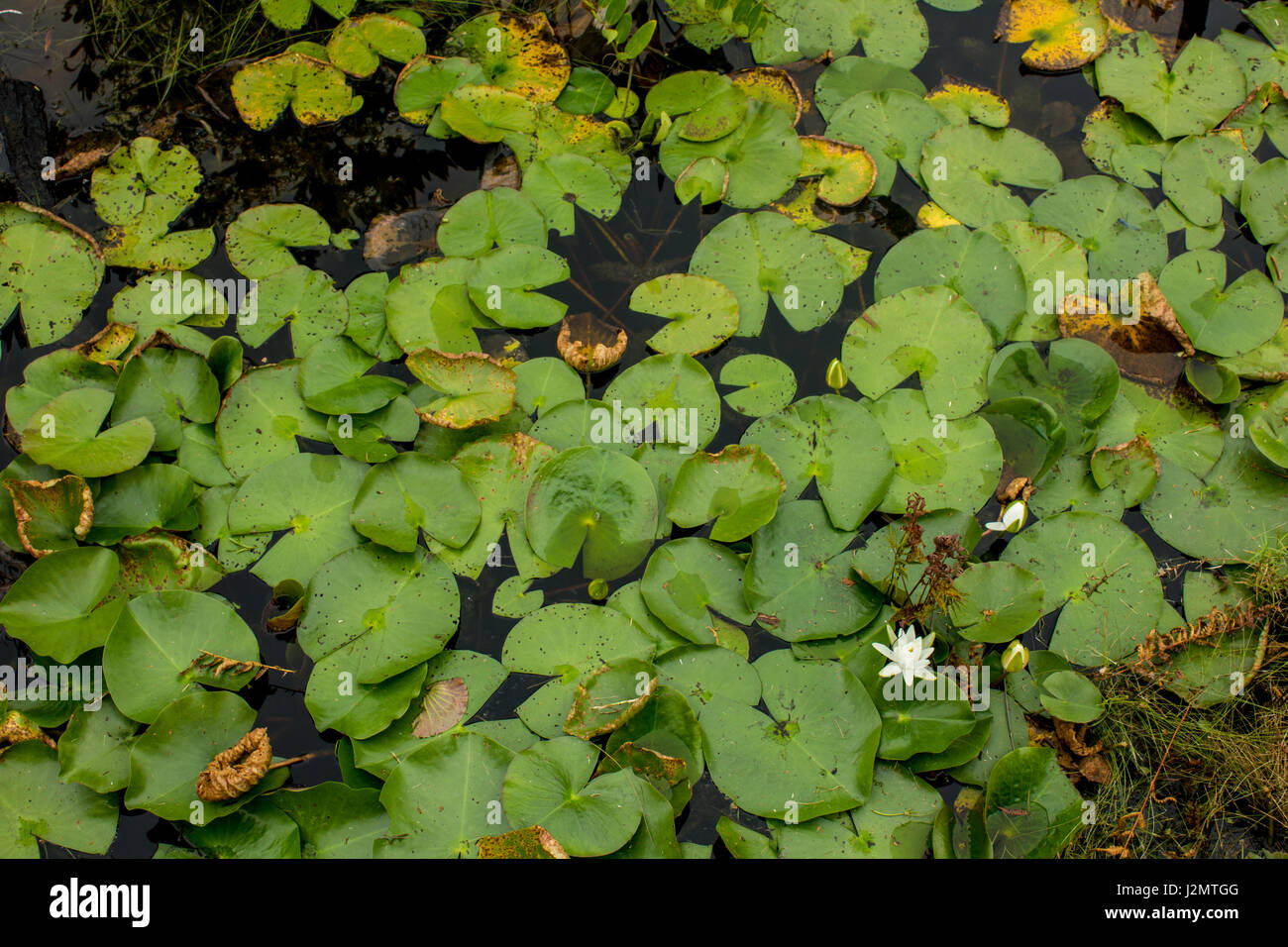 Swamp Lilies Stock Photos & Swamp Lilies Stock Images - Alamy