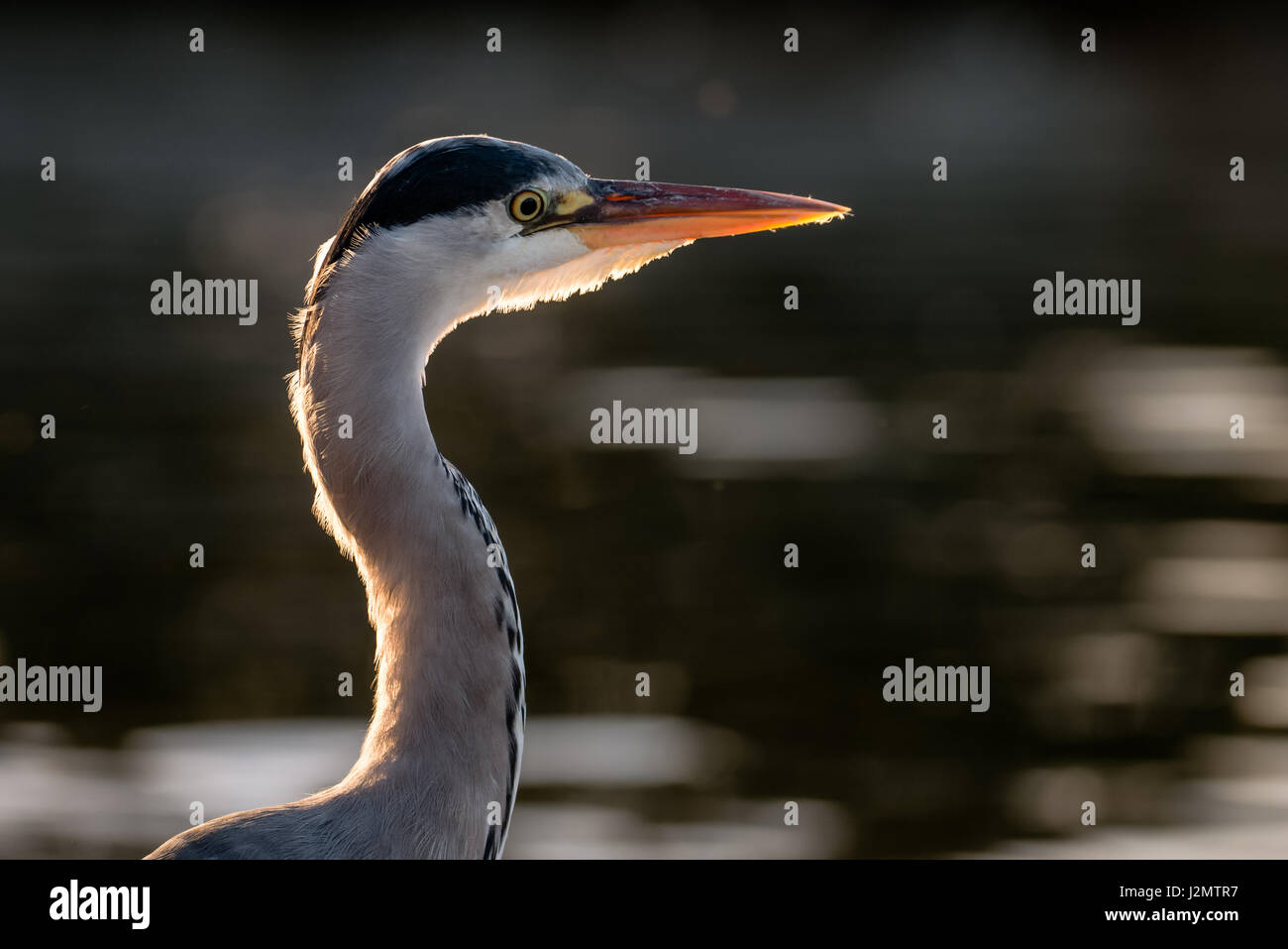 Heron back view hi-res stock photography and images - Alamy