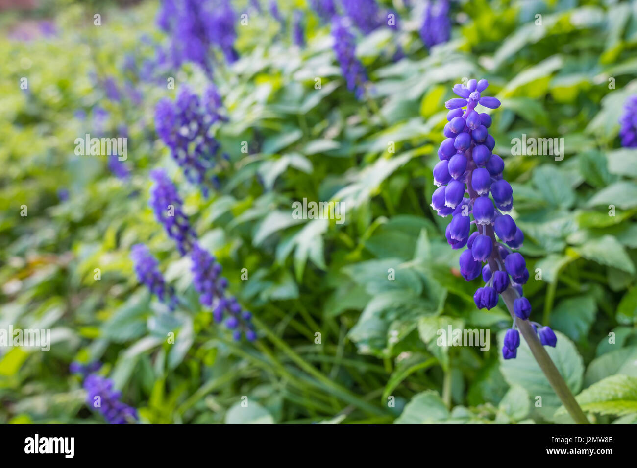 Wild Blue Flowers Blooming in British Woodland in Spring Stock Photo ...