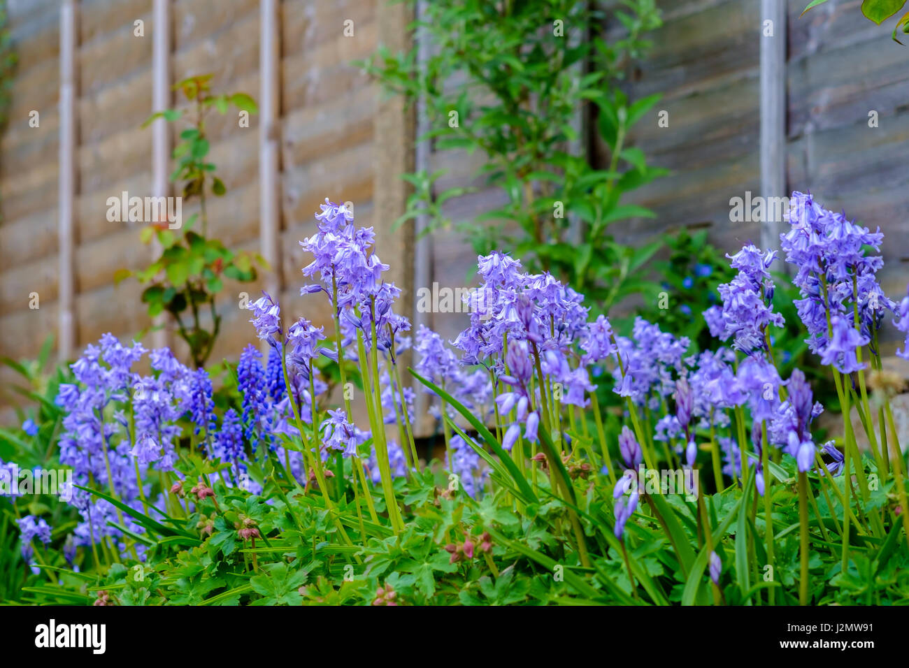 Bluebells blooming in british garden in spring Stock Photo - Alamy