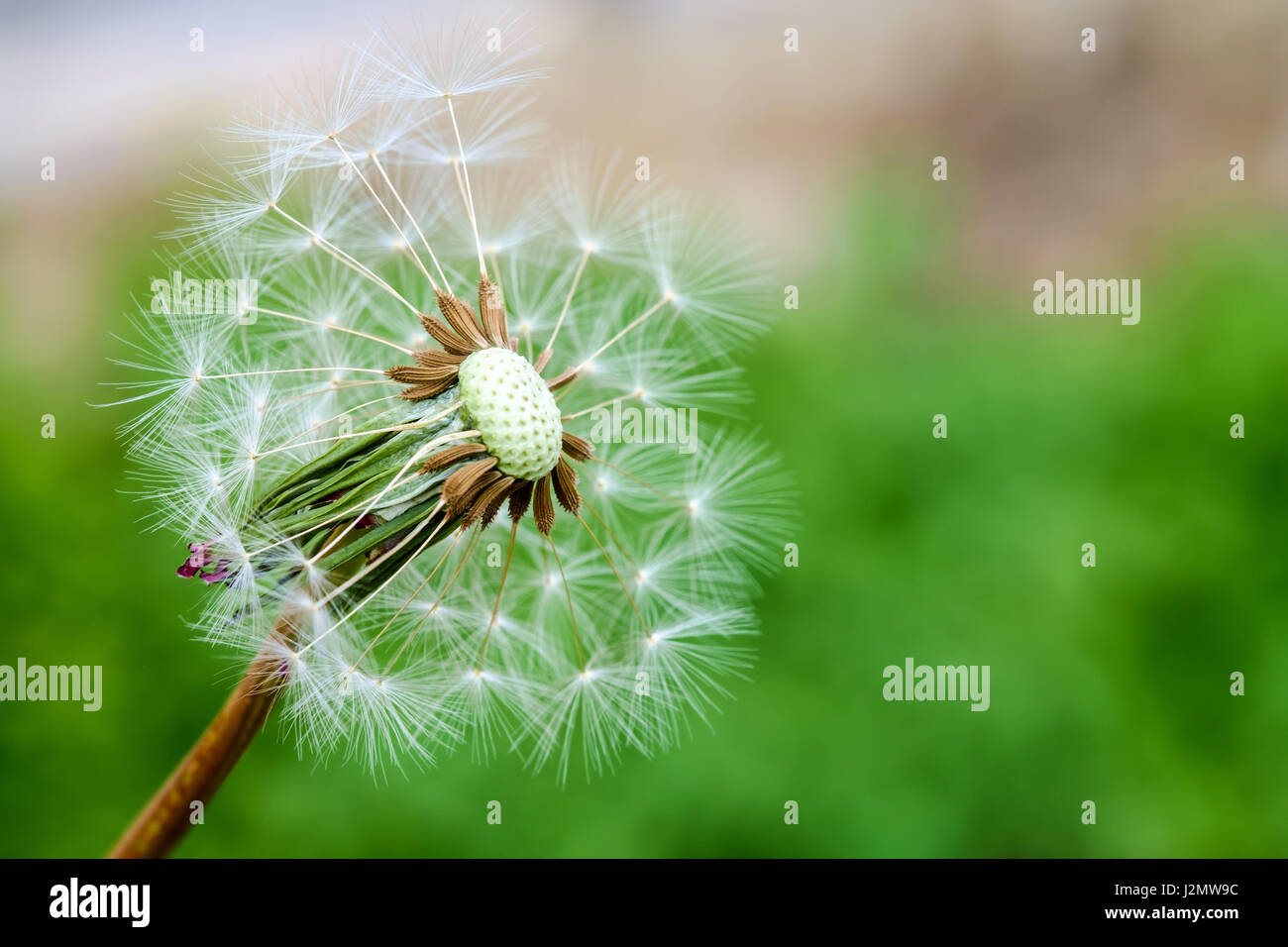 Close up view of Dandelion seed seen in UK garden Stock Photo - Alamy
