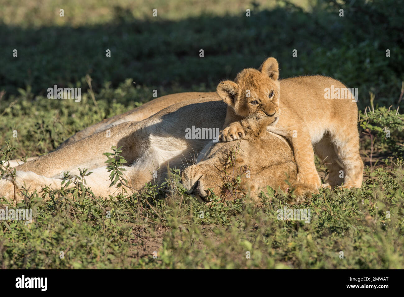 Lion cubs playing Stock Photo - Alamy