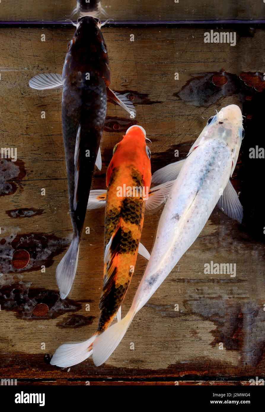 Japanese Koi Fish Tank