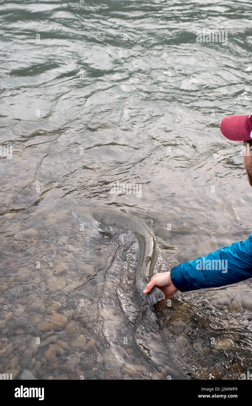 Steelhead trout hi-res stock photography and images - Alamy