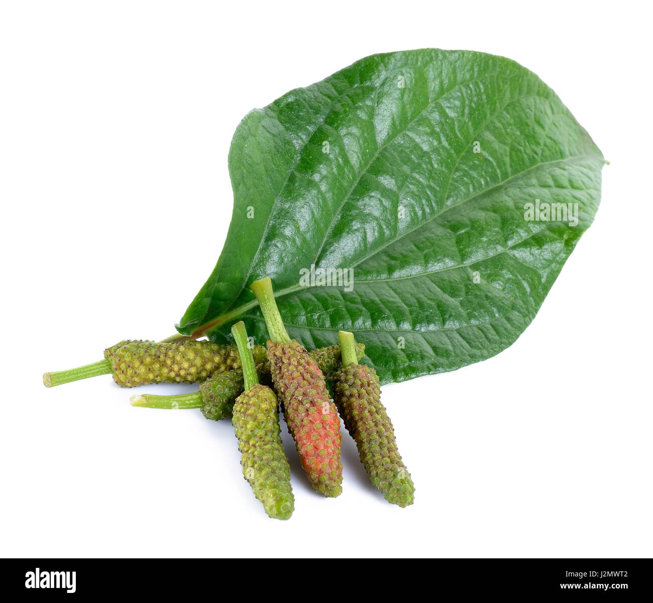 Piper longum hi-res stock photography and images - Alamy