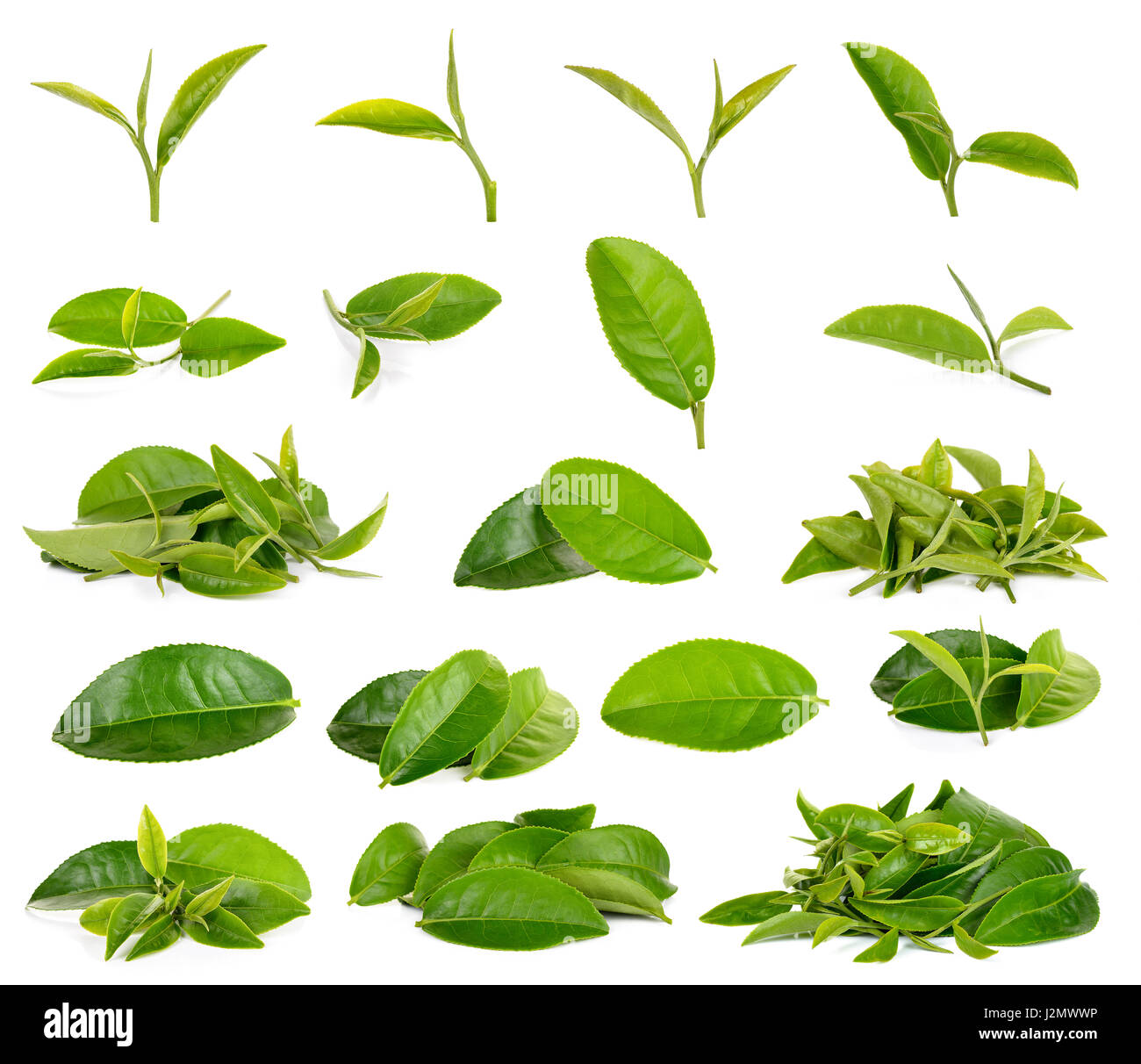 green tea leaf isolated on white background Stock Photo - Alamy