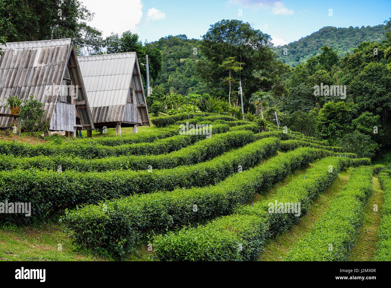Tea garden sikkim hi-res stock photography and images - Alamy