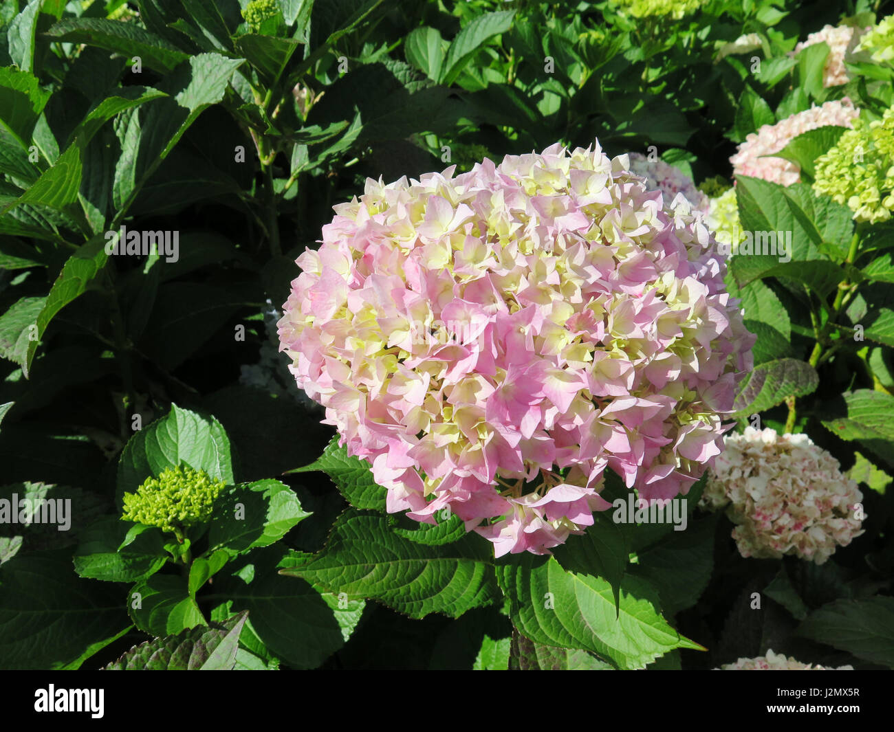 Colorful Hydrangea flowers at the garden Stock Photo - Alamy