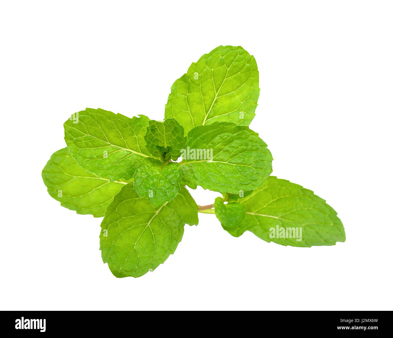 peppermint isolated on the white background Stock Photo - Alamy