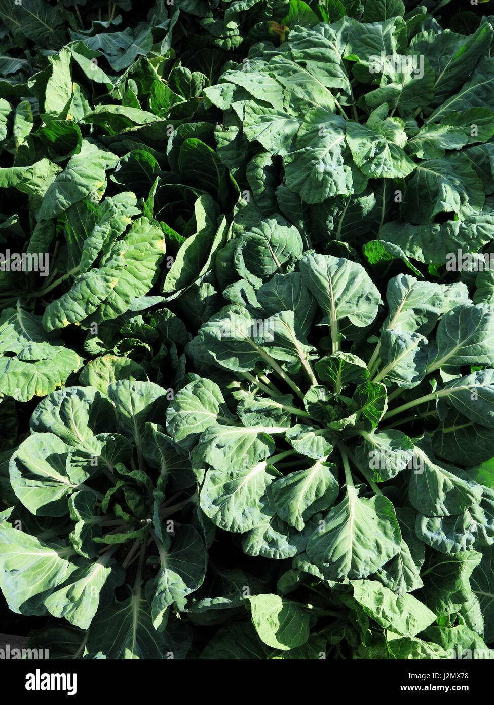 Bio spinach farm field hi-res stock photography and images - Alamy
