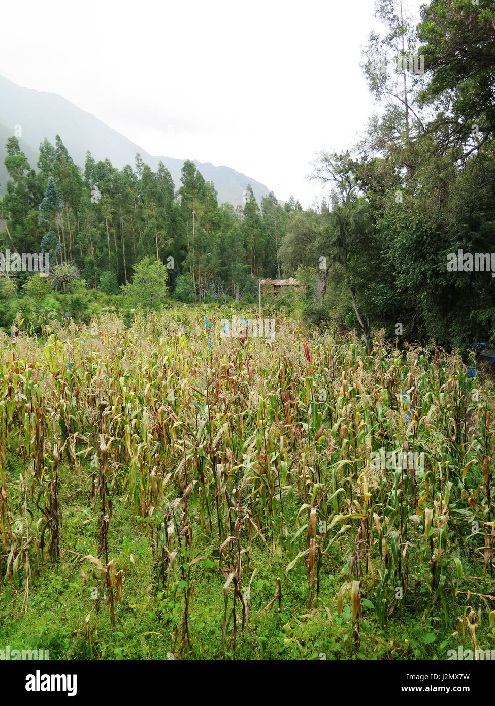 Maize stem ground hi-res stock photography and images - Alamy
