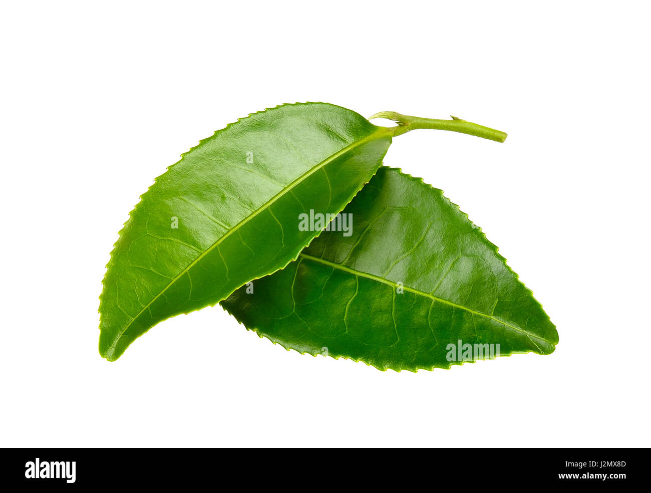 Tea leaf isolated on the white background Stock Photo - Alamy
