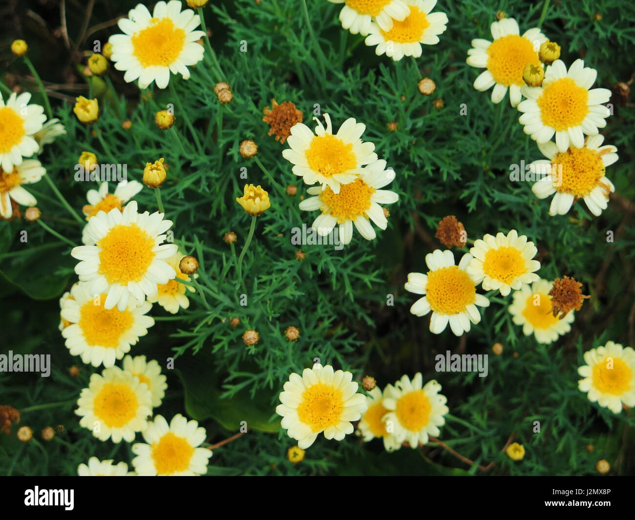 Beautiful Yellow daisies flower plant background Stock Photo - Alamy