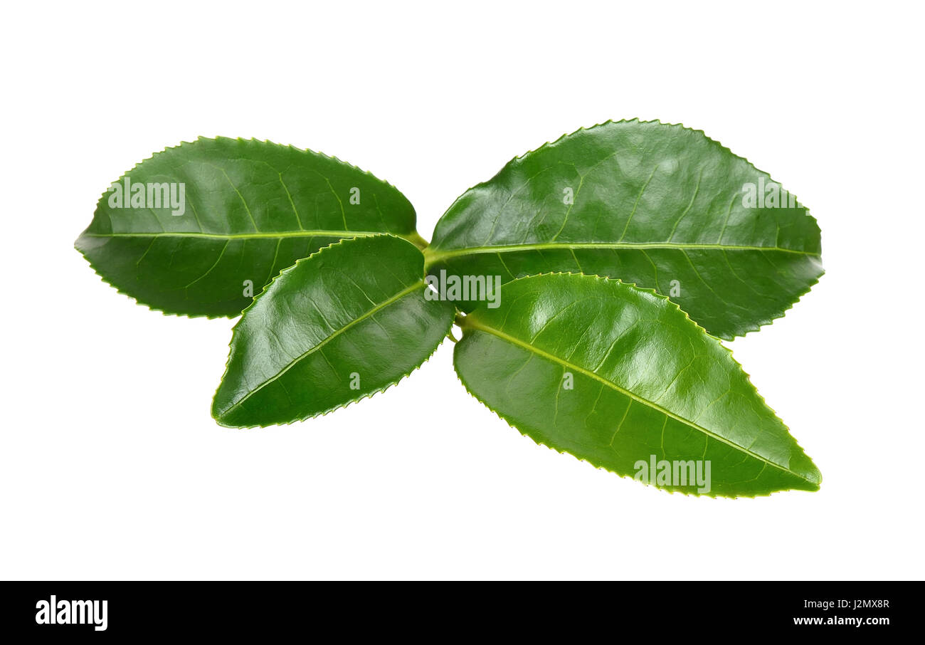 Fresh Tea leaf isolated on the white background Stock Photo - Alamy