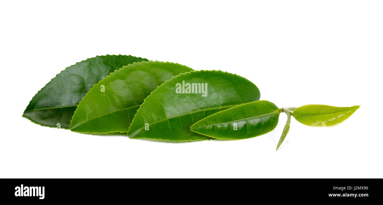 Fresh Tea leaf isolated on the white background Stock Photo - Alamy