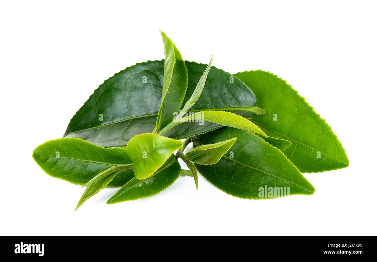 Fresh Tea leaf isolated on the white background Stock Photo - Alamy