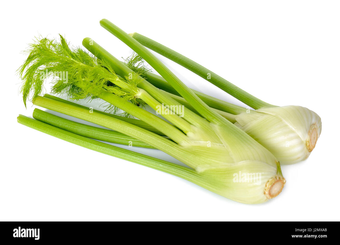 Fennel isolated on the white background Stock Photo - Alamy