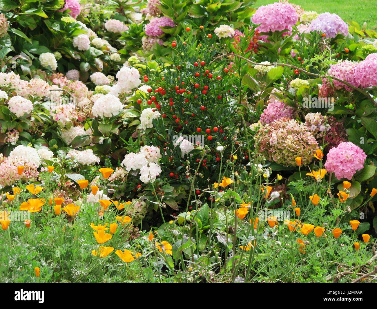 Colorful Hydrangea flowers at the garden Stock Photo - Alamy