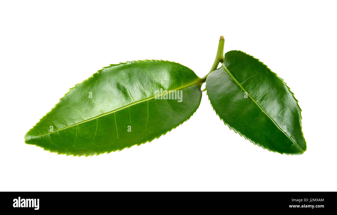Fresh Tea leaf isolated on the white background Stock Photo - Alamy