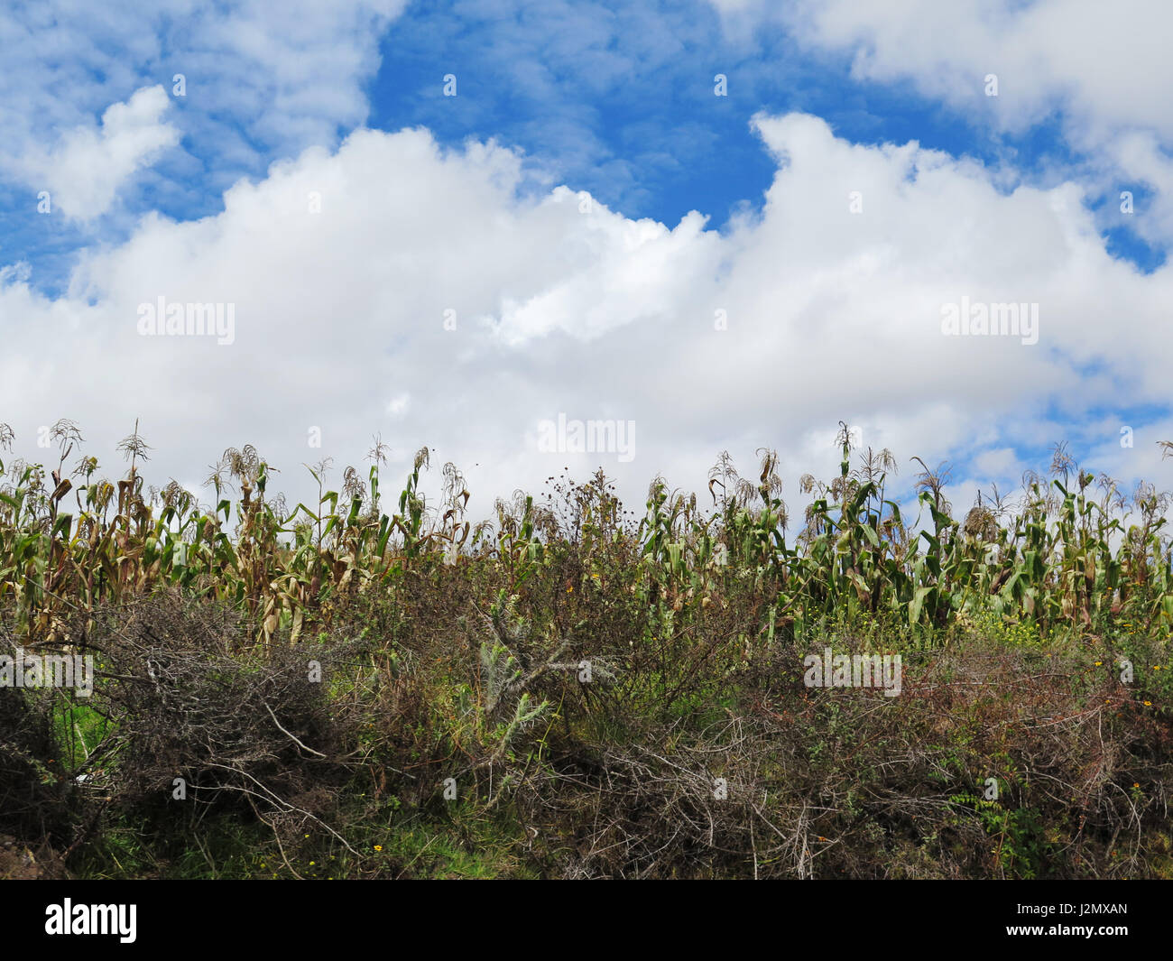 Maize stem ground hi-res stock photography and images - Alamy