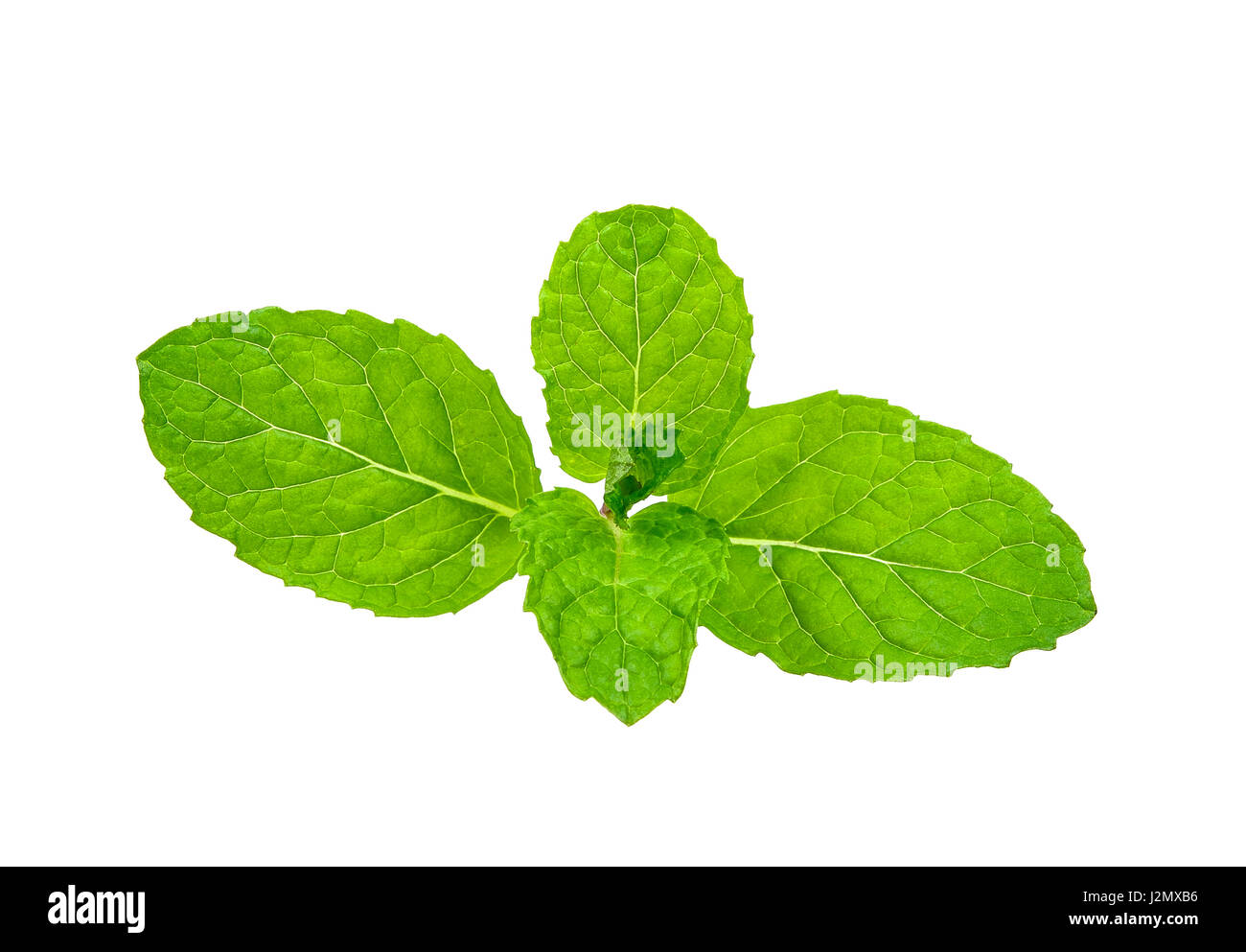 peppermint isolated on the white background Stock Photo - Alamy